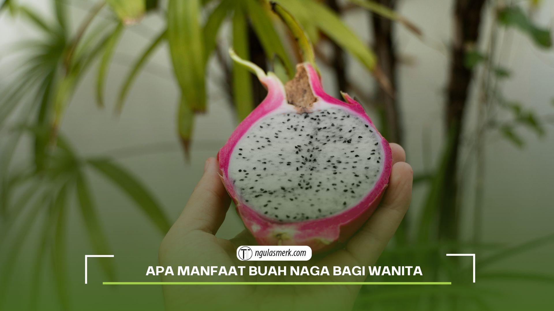 Jangan Lewatkan, Manfaat Buah Naga untuk Kecantikan dan Kesehatan ...