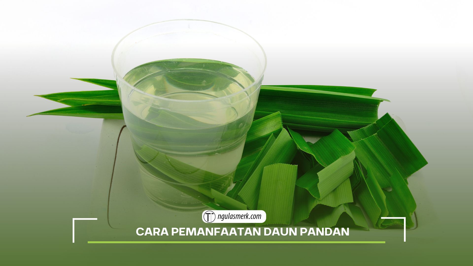 Kenali Lebih Dekat Manfaat Daun Pandan Untuk Kesehatan Wanita ...