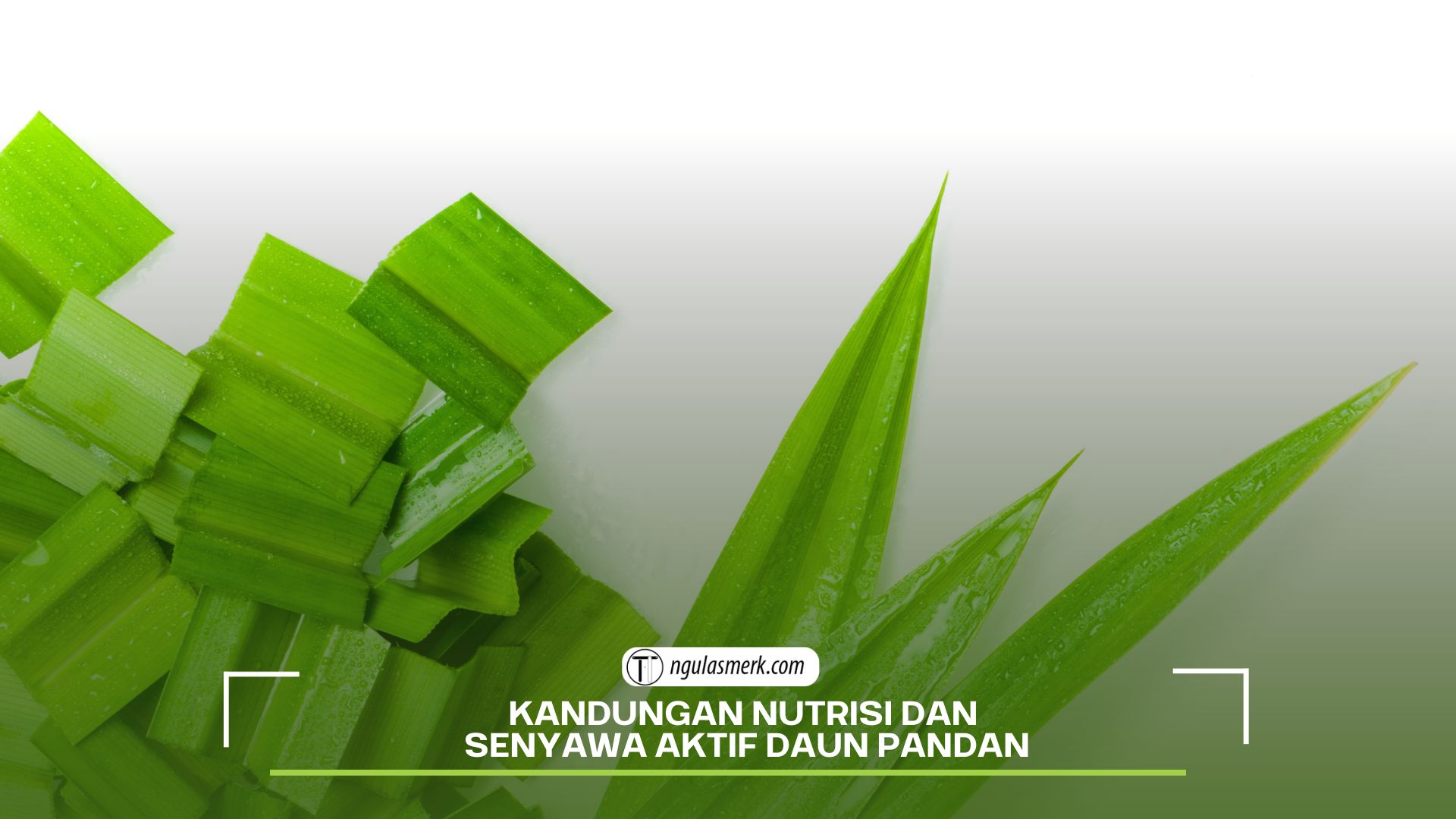 Kenali Lebih Dekat Manfaat Daun Pandan Untuk Kesehatan Wanita ...