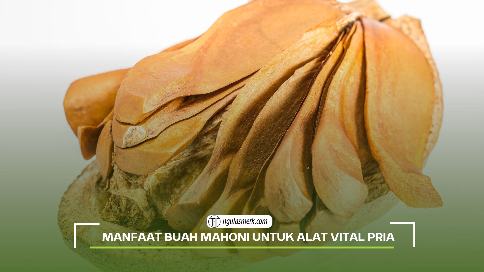Pria Wajib Tahu, Ini Dia Manfaat Buah Mahoni Untuk Alat Vital Pria ... Pria Wajib Tahu, Ini Dia Manfaat Buah Mahoni Untuk Alat Vital Pria ...