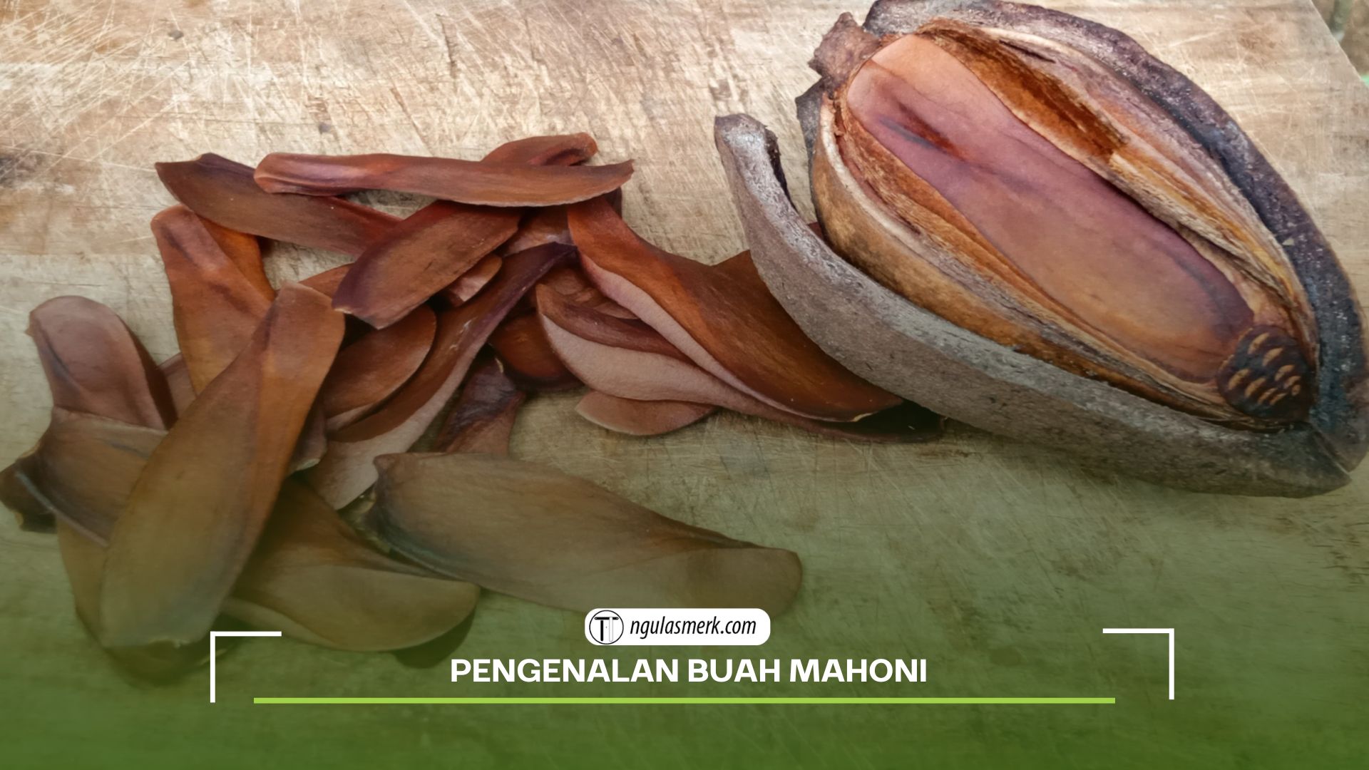 Pria Wajib Tahu, Ini Dia Manfaat Buah Mahoni Untuk Alat Vital Pria ... Pria Wajib Tahu, Ini Dia Manfaat Buah Mahoni Untuk Alat Vital Pria ...