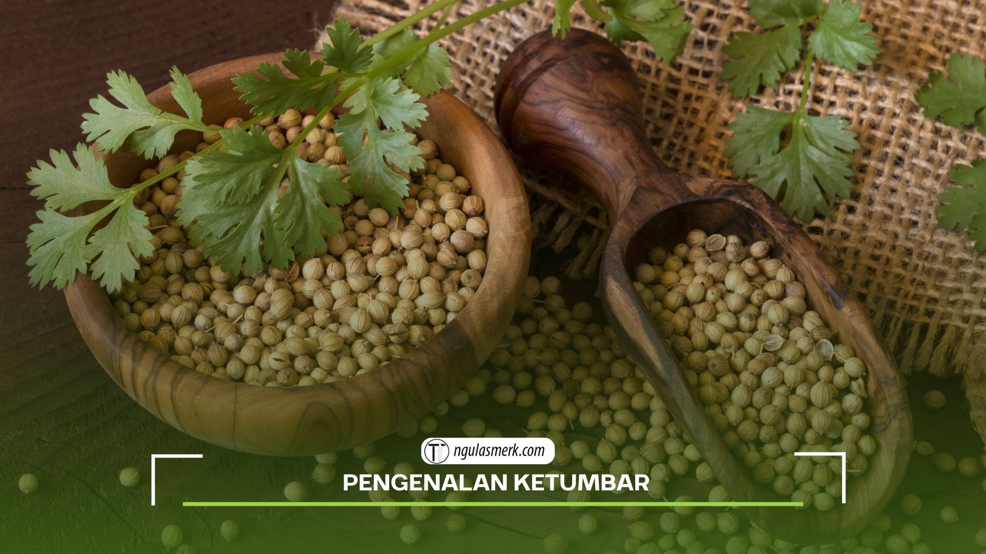 Dapat Menurunkan Tekanan Darah, Ini Dia Manfaat Ketumbar untuk ...