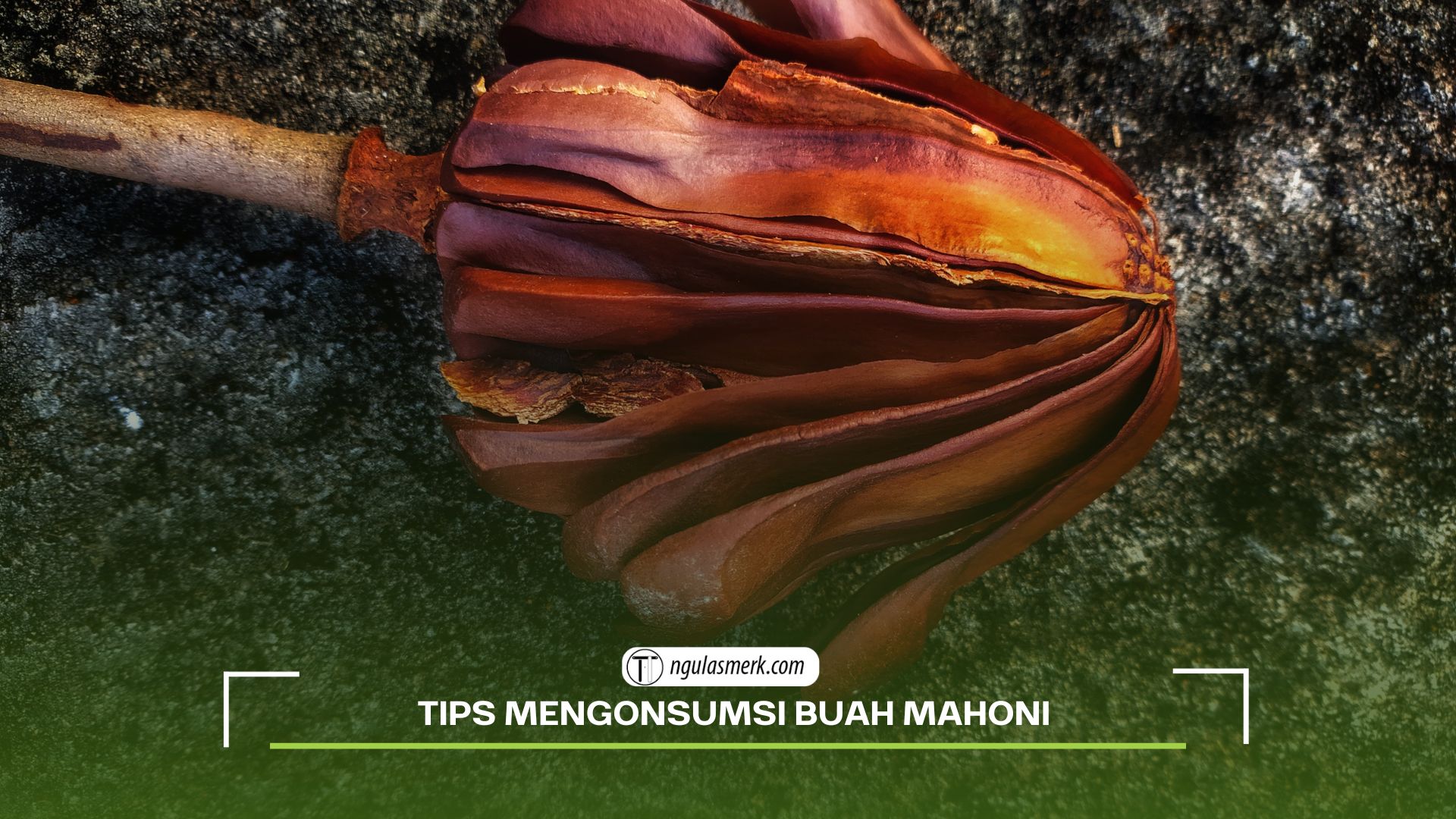 Pria Wajib Tahu, Ini Dia Manfaat Buah Mahoni Untuk Alat Vital Pria ...