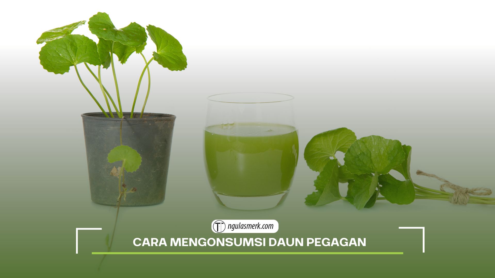 Temukan 8 Manfaat Daun Pegagan untuk Kesehatan dan Jadikan Bagian dari ...