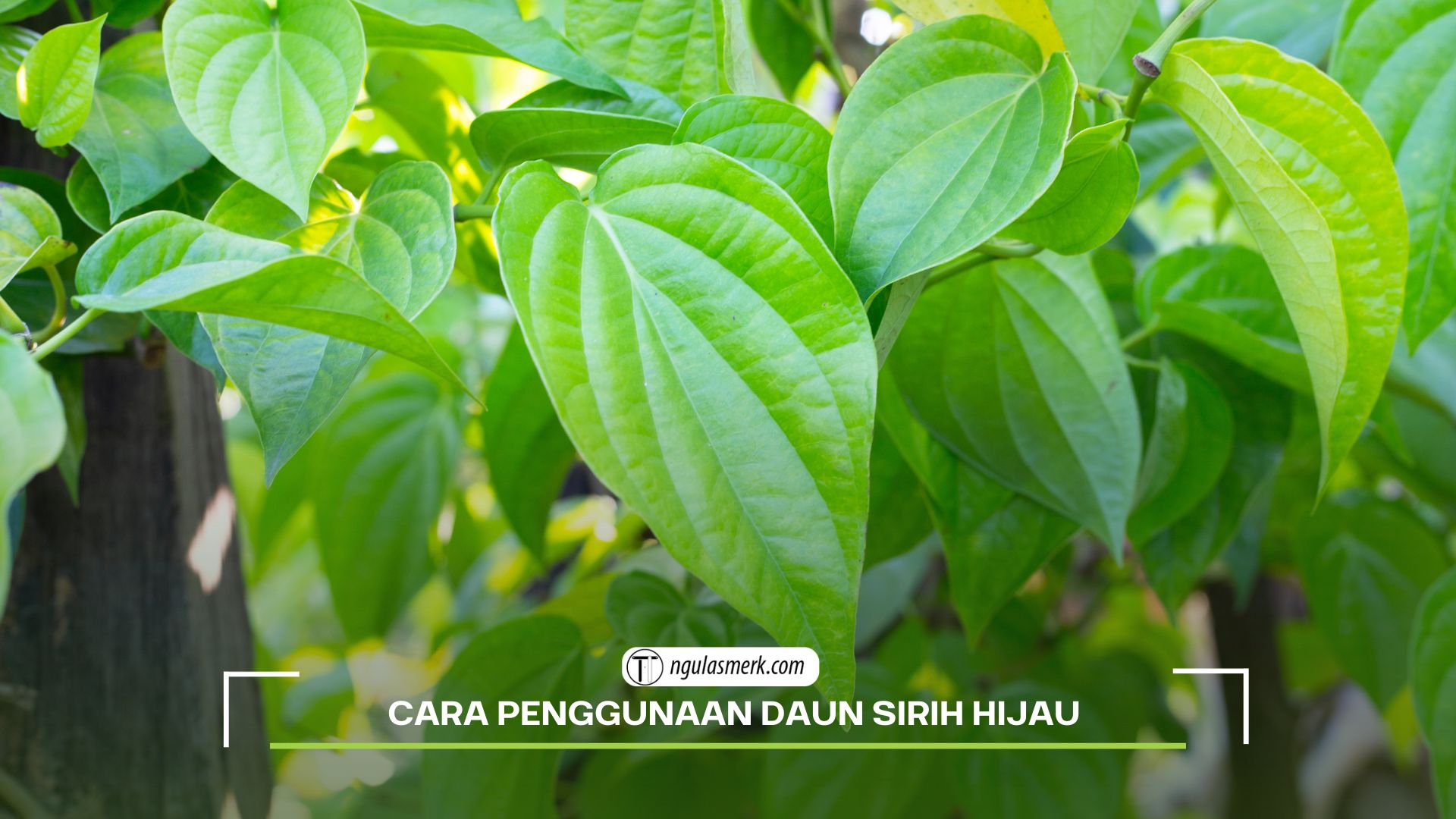 Ketahui 9 Manfaat Daun Sirih Hijau Untuk Kesehatan yang Mungkin Anda ... Ketahui 9 Manfaat Daun Sirih Hijau Untuk Kesehatan yang Mungkin Anda ...