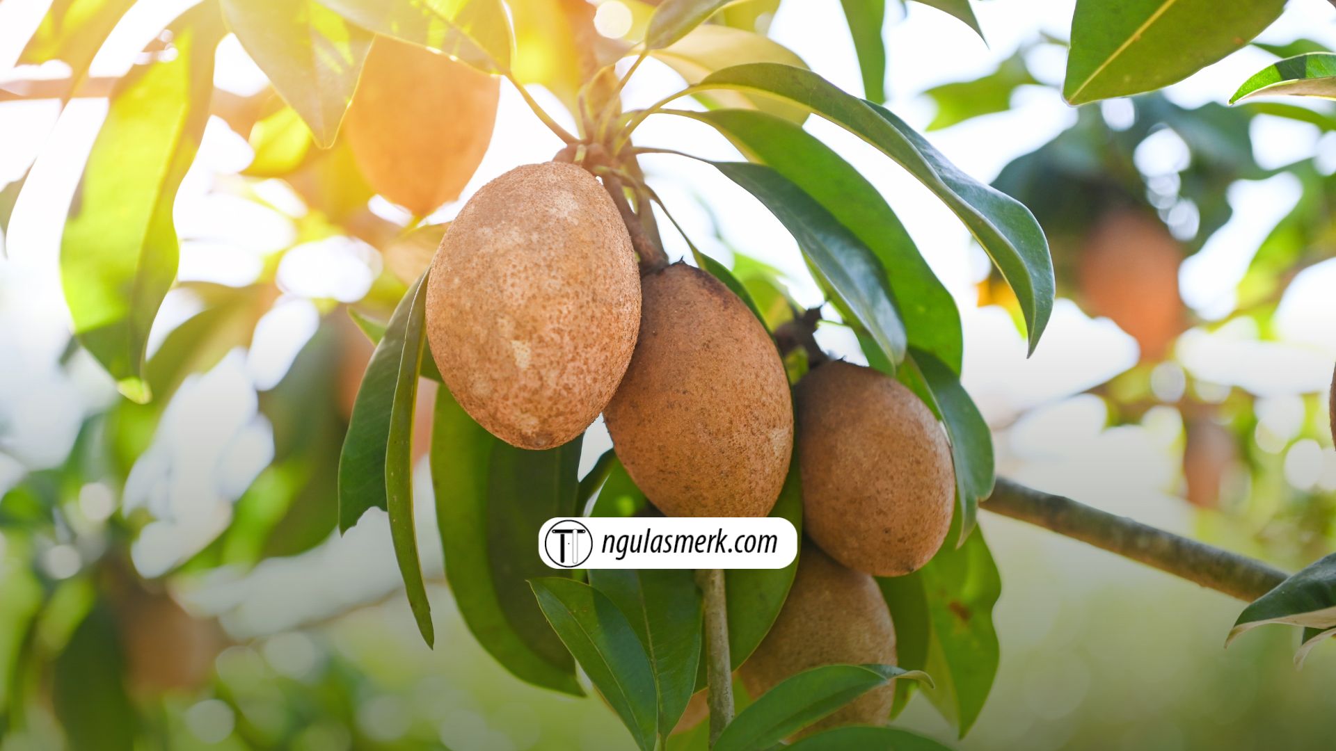 Para Ibu, Ini Dia 7 Manfaat Buah Sawo untuk Tumbuh Kembang Anak ...