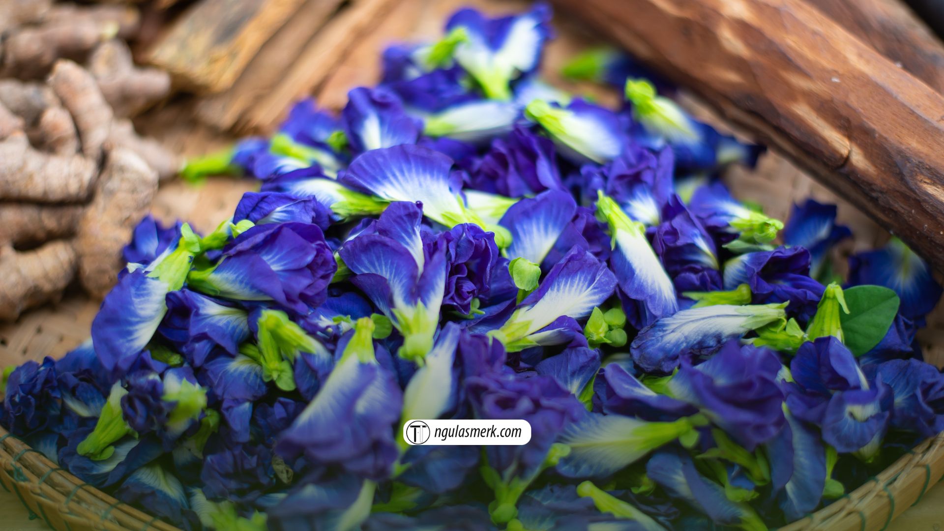 Dapat Meningkatkan Fungsi Otak, Kenali 7 Manfaat Bunga Telang untuk ...