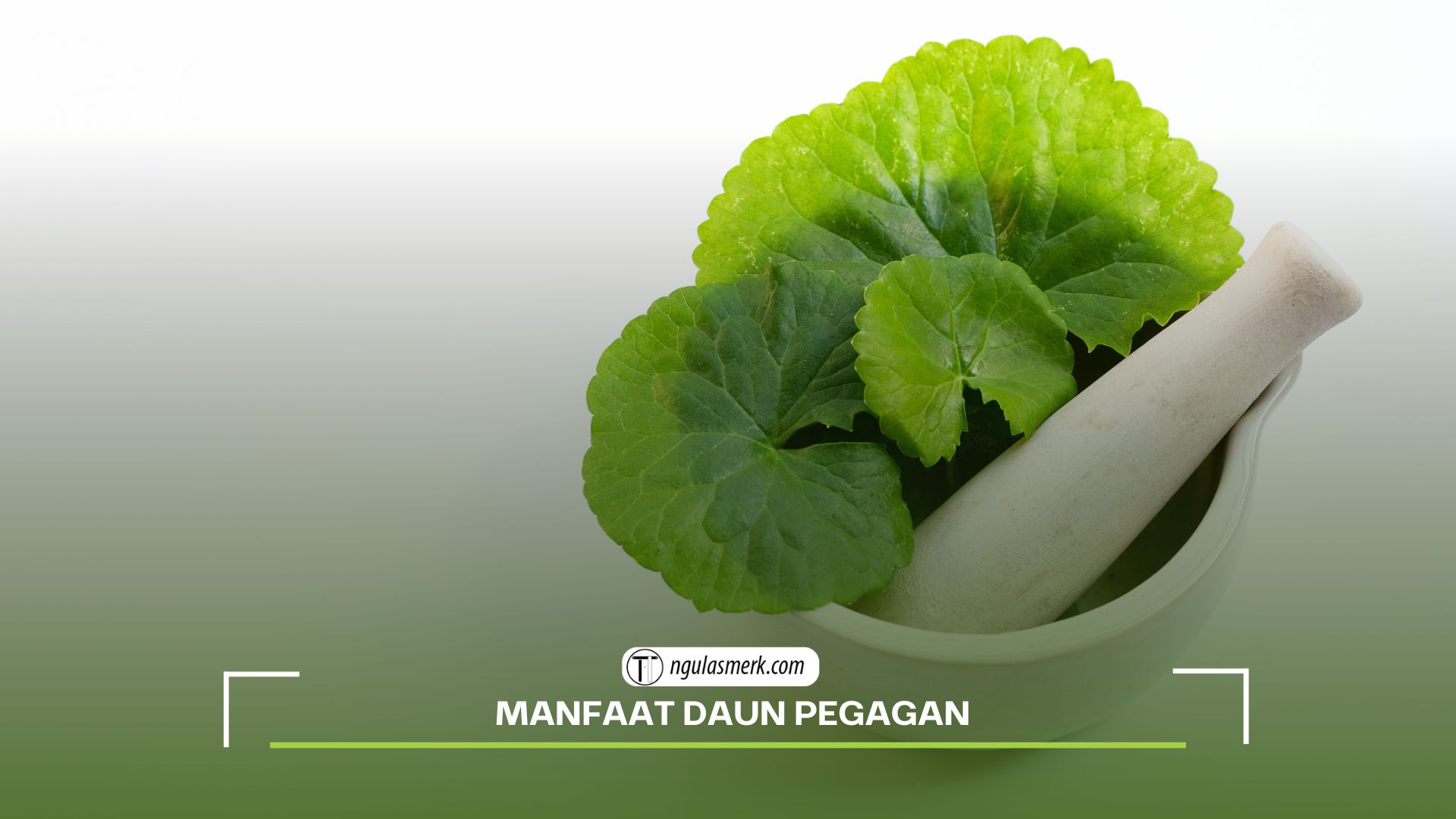 Temukan 8 Manfaat Daun Pegagan untuk Kesehatan dan Jadikan Bagian dari ...