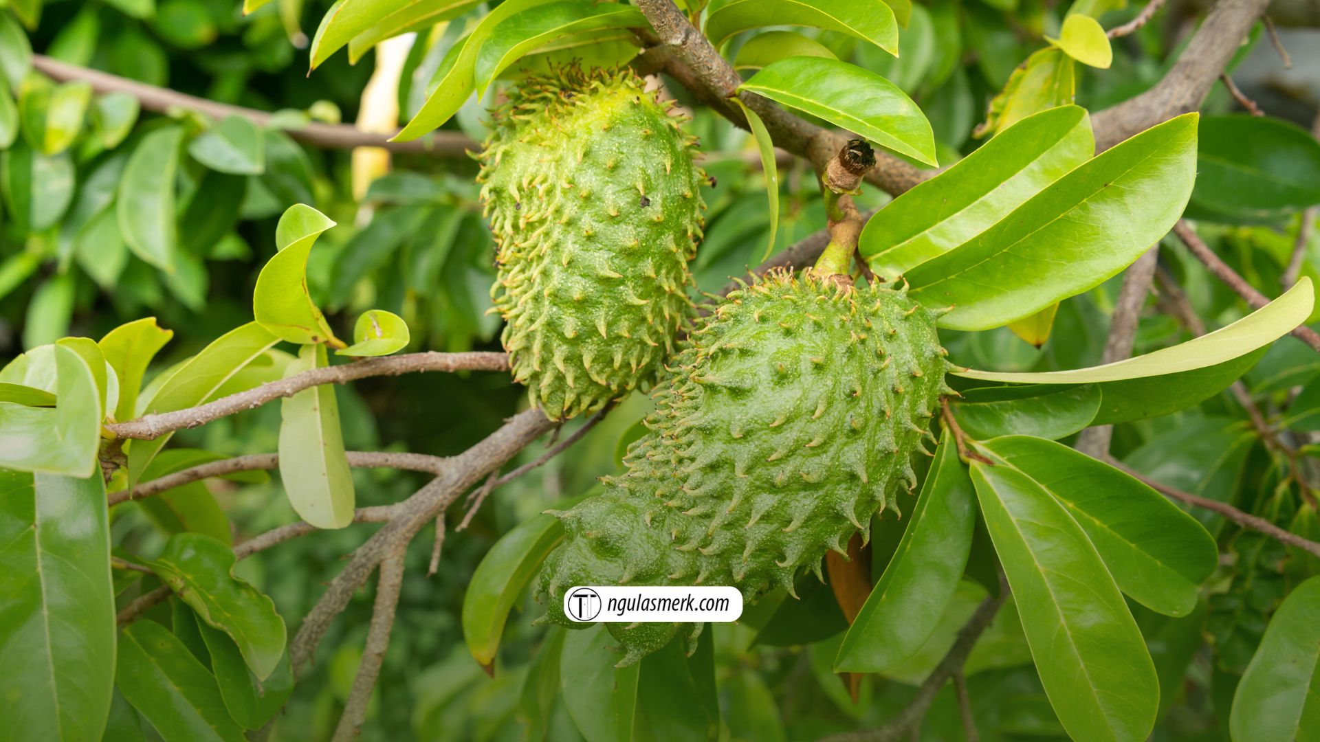 Bukan Sekadar Daun, Ini 8 Manfaat Daun Sirsak untuk Kesehatan dan Cara ...