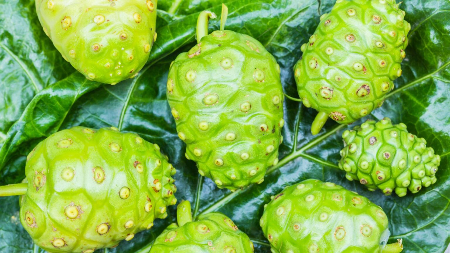 Manfaat Buah Mengkudu: Kunci Kesehatan Alami yang Wajib Dicoba ...