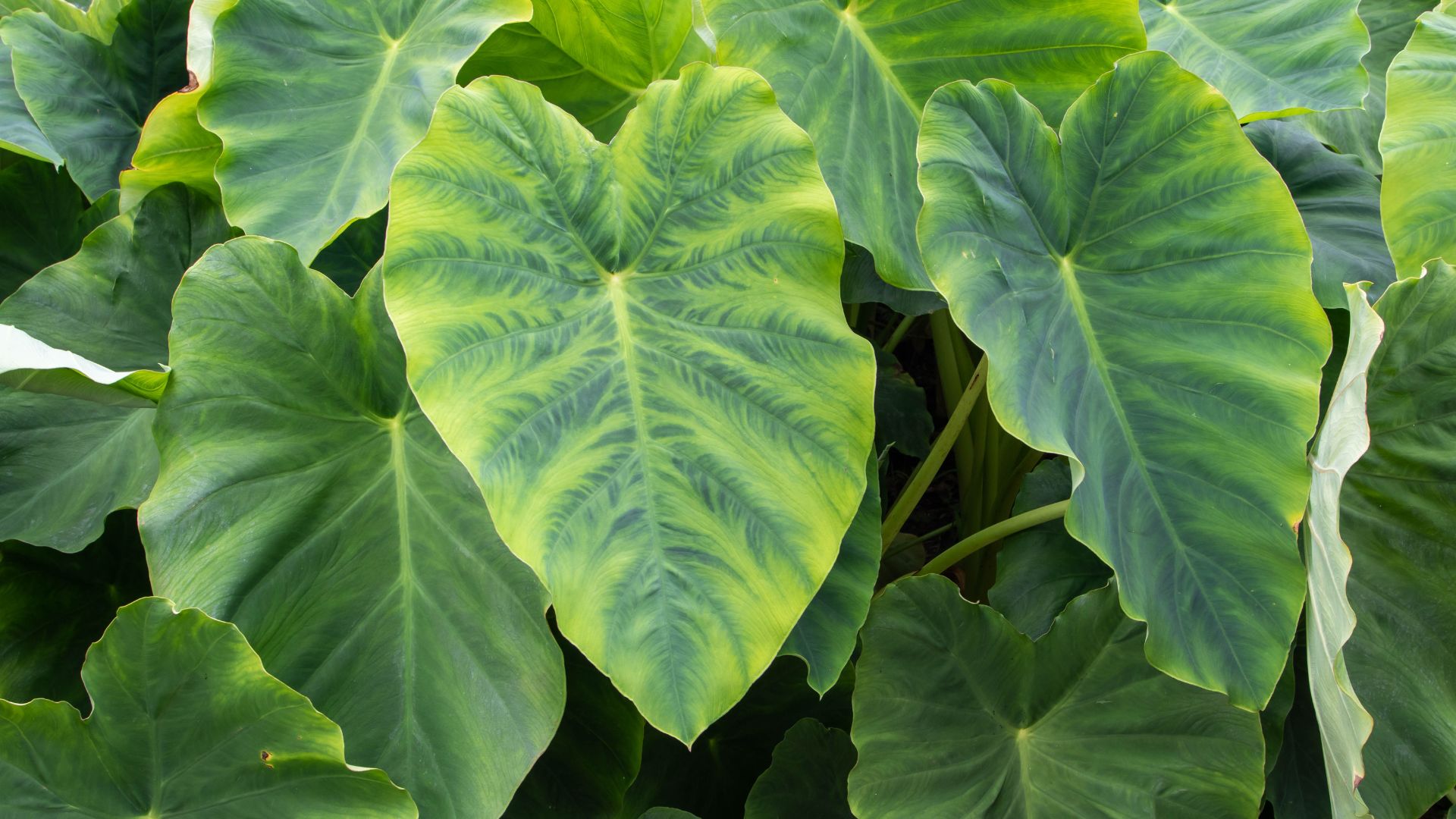 Ketahui Manfaat Daun Talas untuk Kesehatan yang Luar Biasa, Begini Cara ...