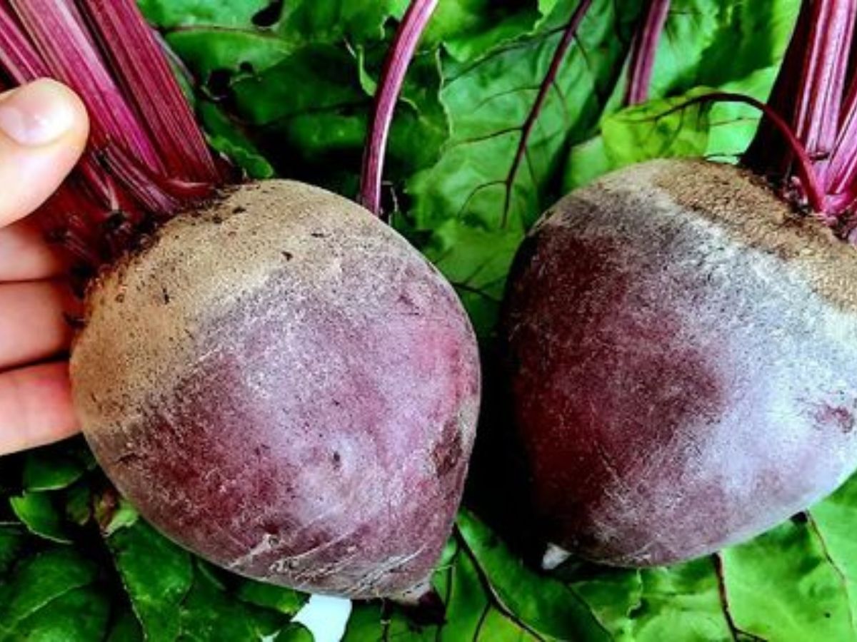 10 Manfaat Buah Bit untuk Kesehatan dan Kecantikan Wajah 10 Manfaat Buah Bit untuk Kesehatan dan Kecantikan Wajah